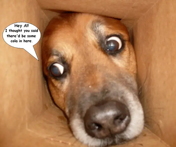 Pictures Of Funny Dogs With Captions Pict Art